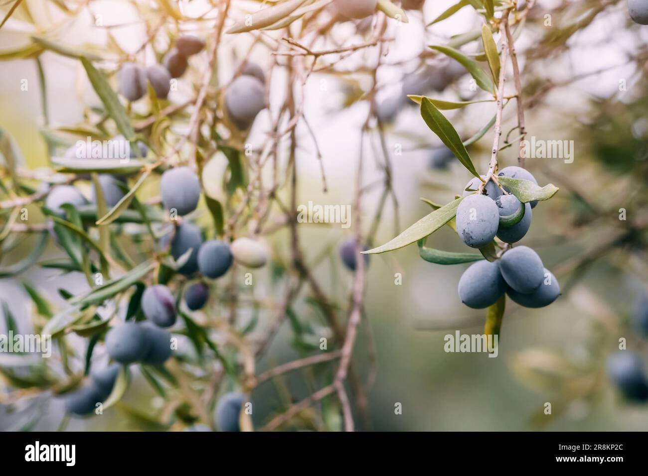 A vibrant stock photo capturing the lush greenery and neatly aligned ...