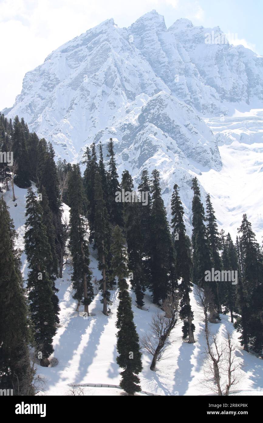 Combination of trees and snow Stock Photo - Alamy