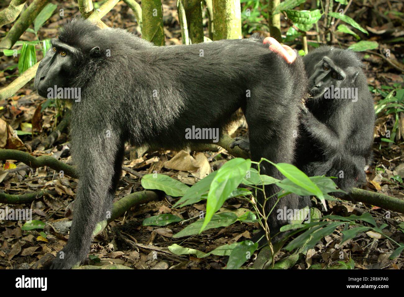 A Cebeles crested macaque (Macaca nigra) is groomed by another ...
