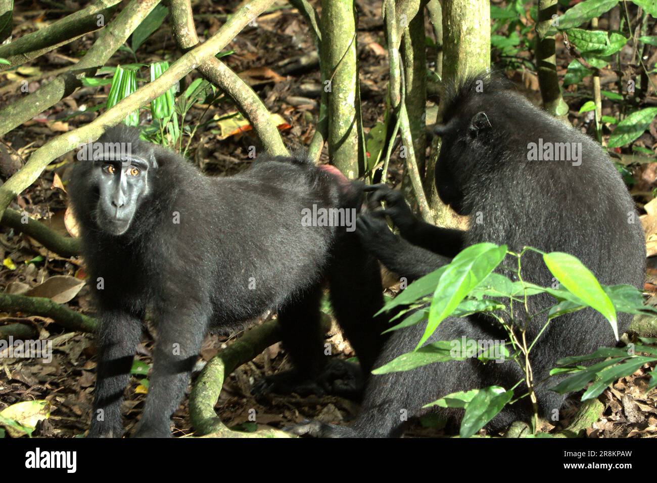 A Cebeles crested macaque (Macaca nigra) is groomed by another ...