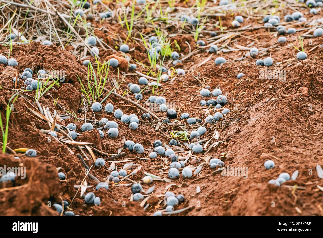 Ripe olives have fallen and are lying on the ground on the farm Stock ...