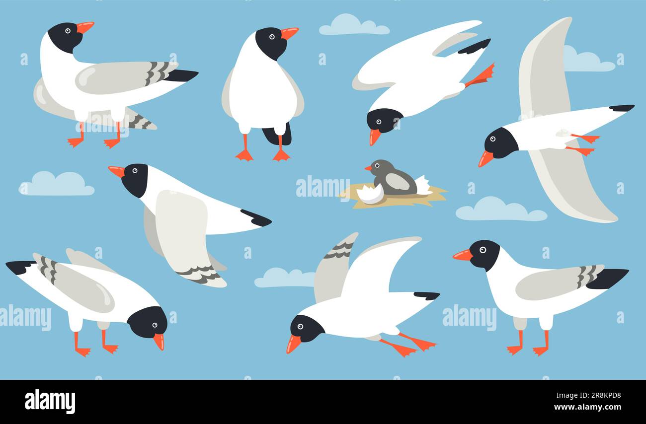 Atlantic gull set Stock Vector Image & Art - Alamy