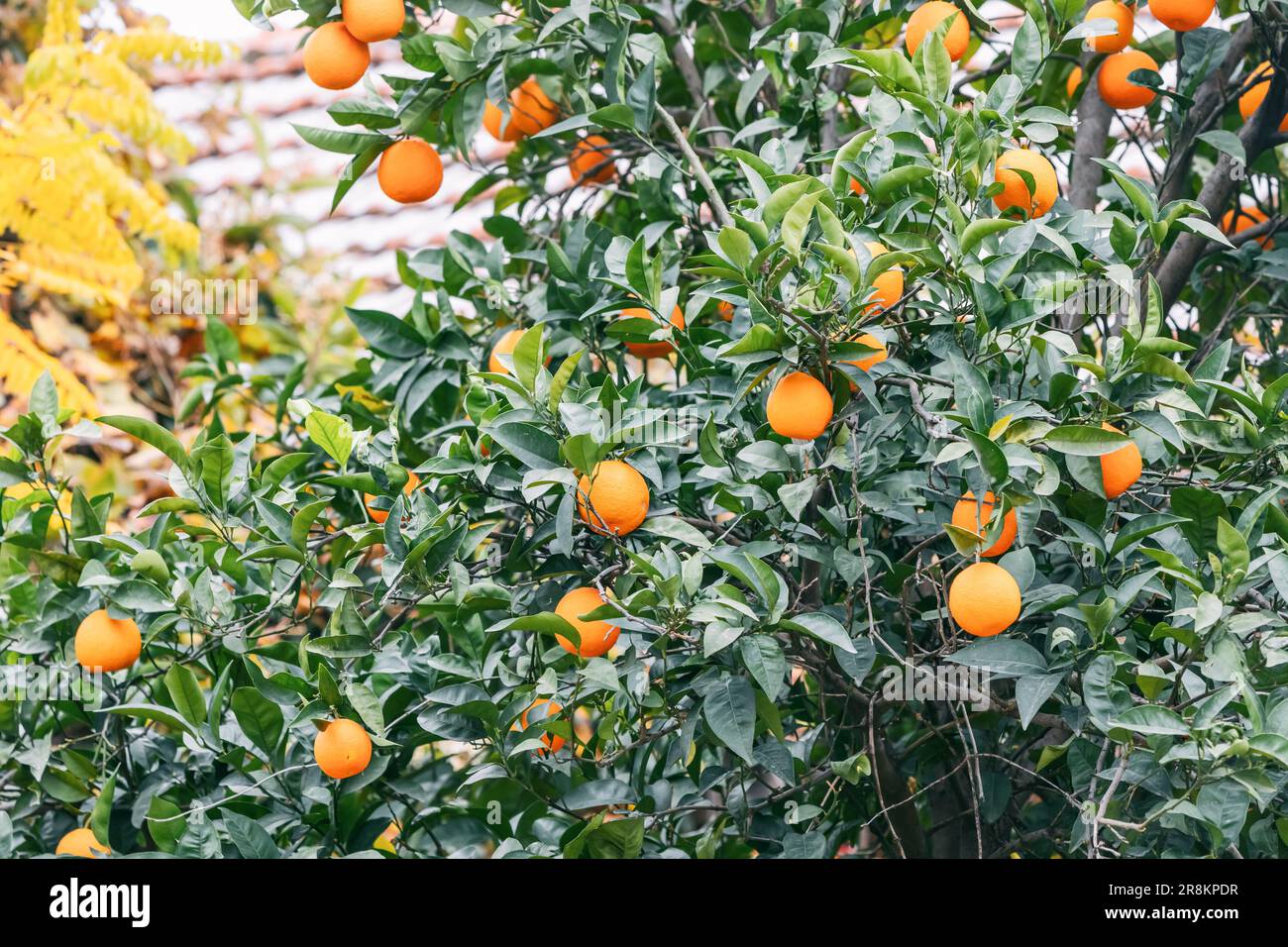 Orange fruits harvest at the farm Stock Photo - Alamy