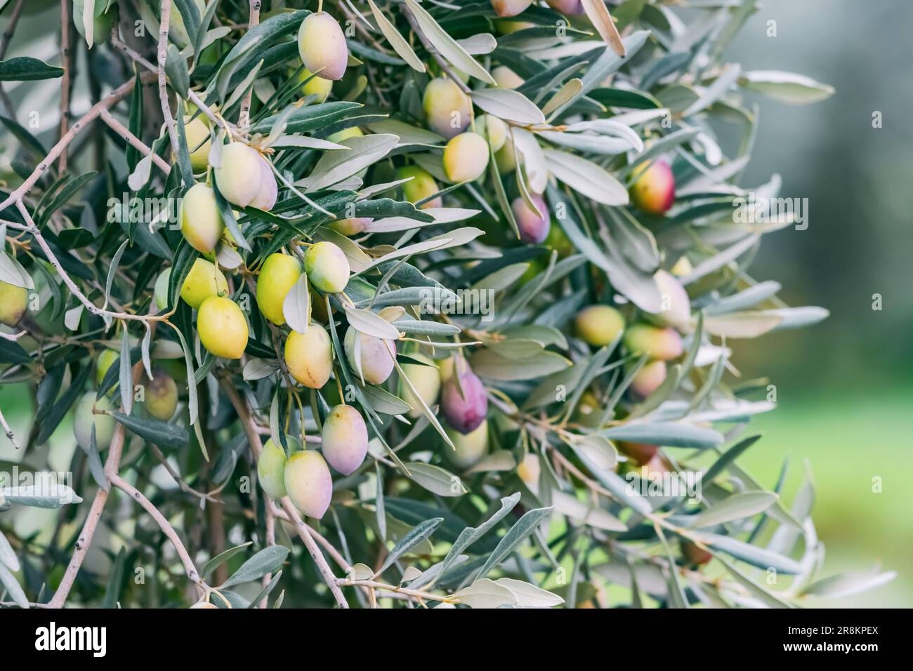 Perfectly pressed hi-res stock photography and images - Alamy