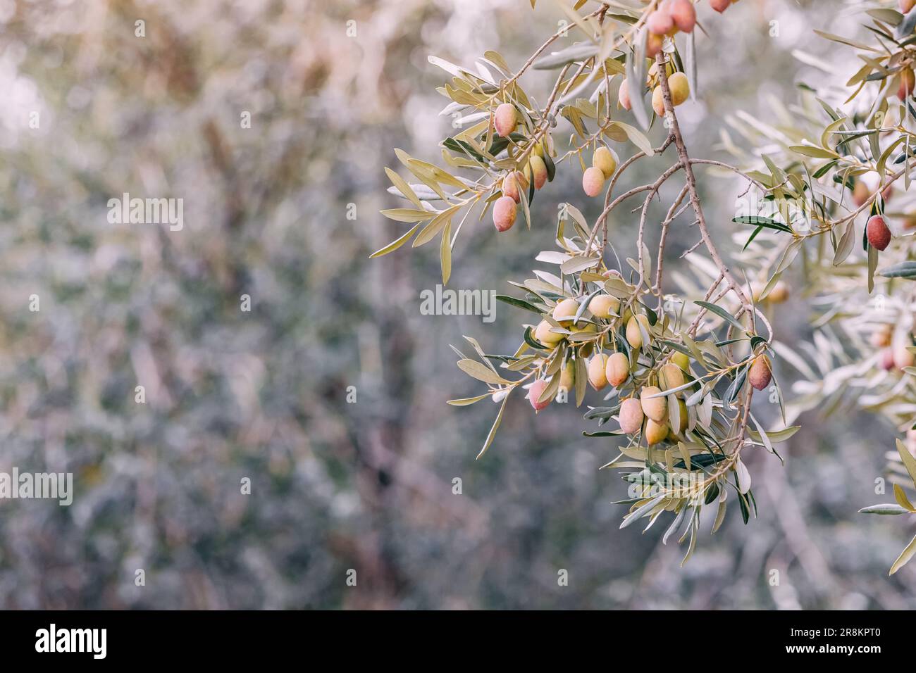 A cluster of plump, ripe olives hangs gracefully from a branch, their ...