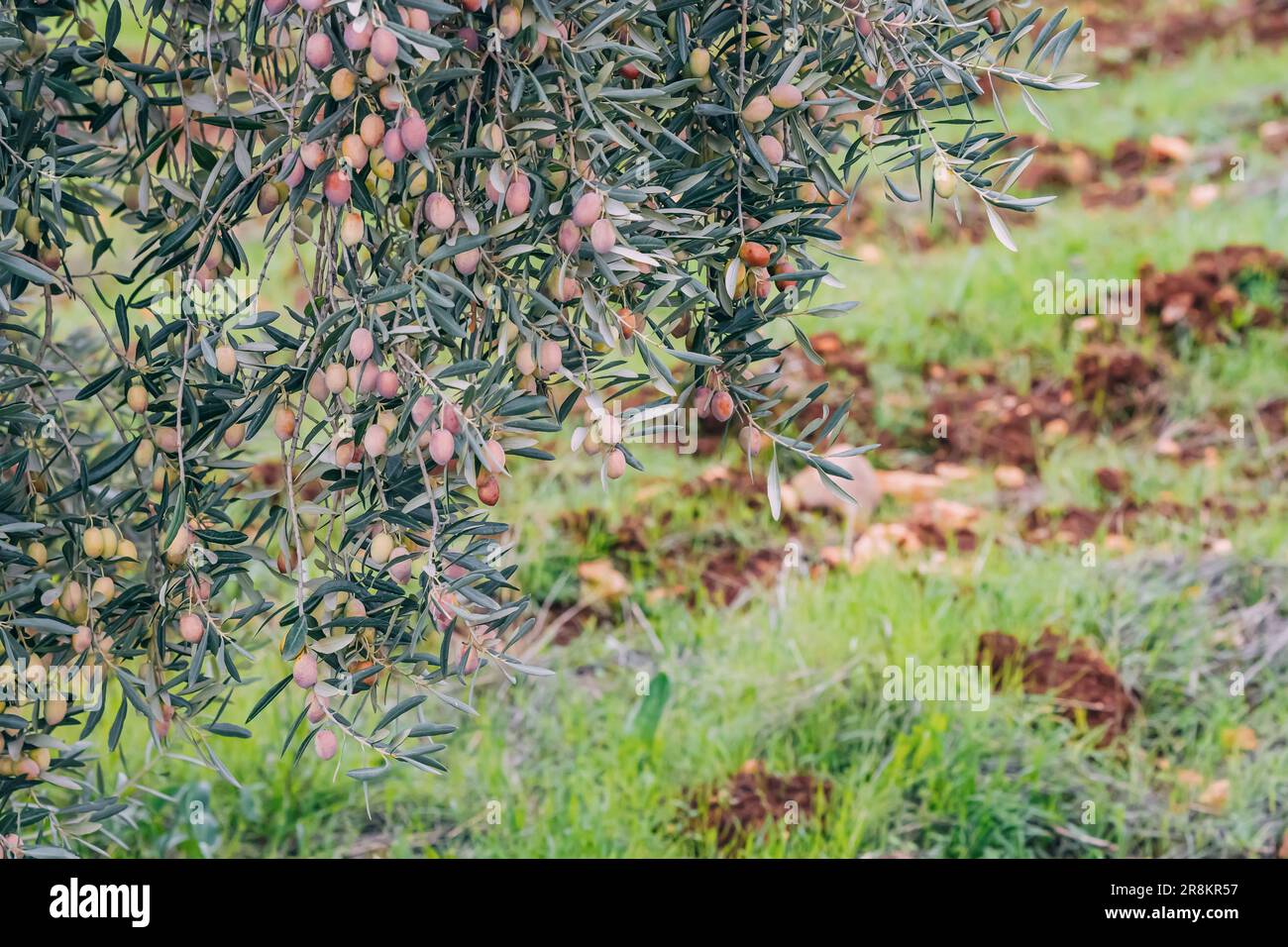 The branch of an olive tree bends under the weight of its bountiful ...