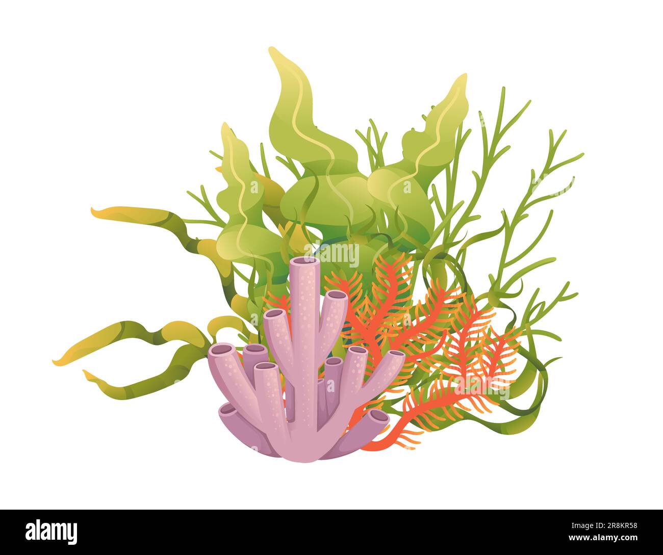 Plants and aquatic marine seaweed vector illustration isolated on white background Stock Vector ...