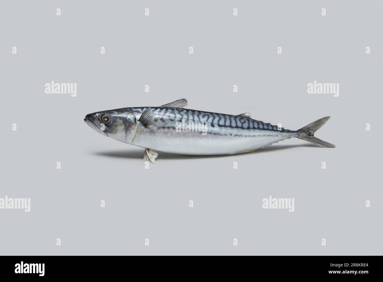 Fresh Atlantic mackerel on gray background Stock Photo - Alamy
