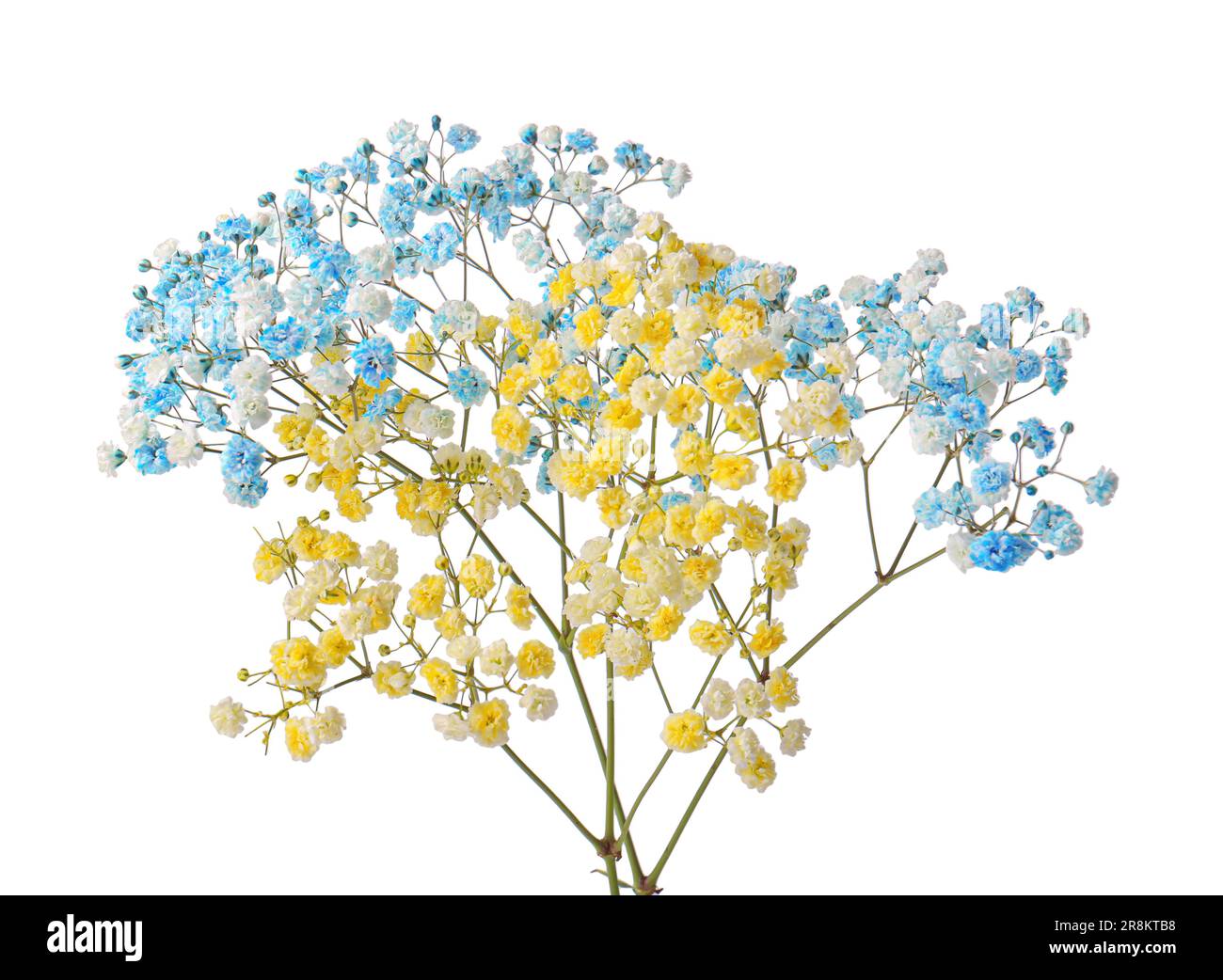 Beautiful colorful gypsophila flowers on white background Stock Photo ...