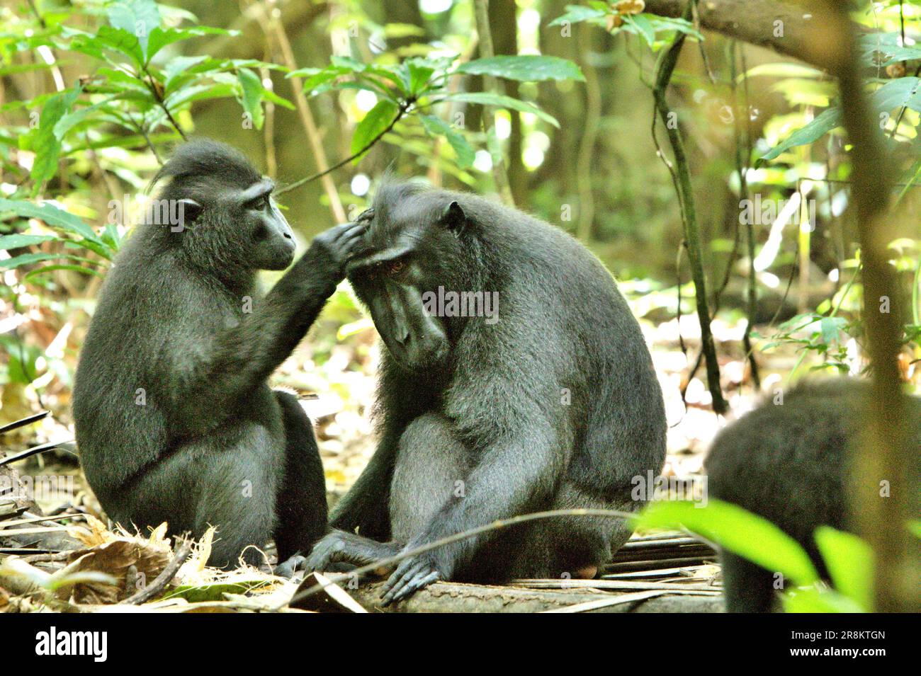 A Cebeles crested macaque (Macaca nigra) is groomed by another ...