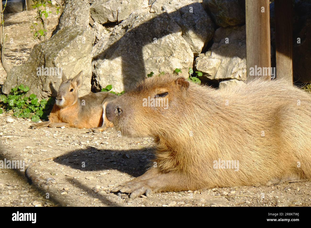 Capibara in zoo sunny day hi-res stock photography and images - Alamy