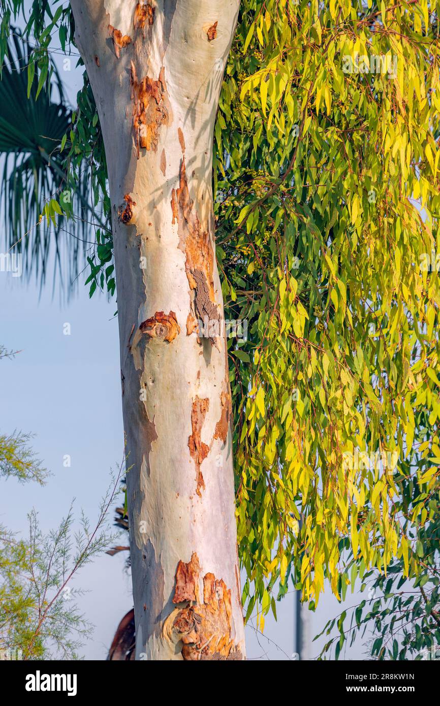 eucalyptus tree at sunset as natural background and texture Stock Photo ...