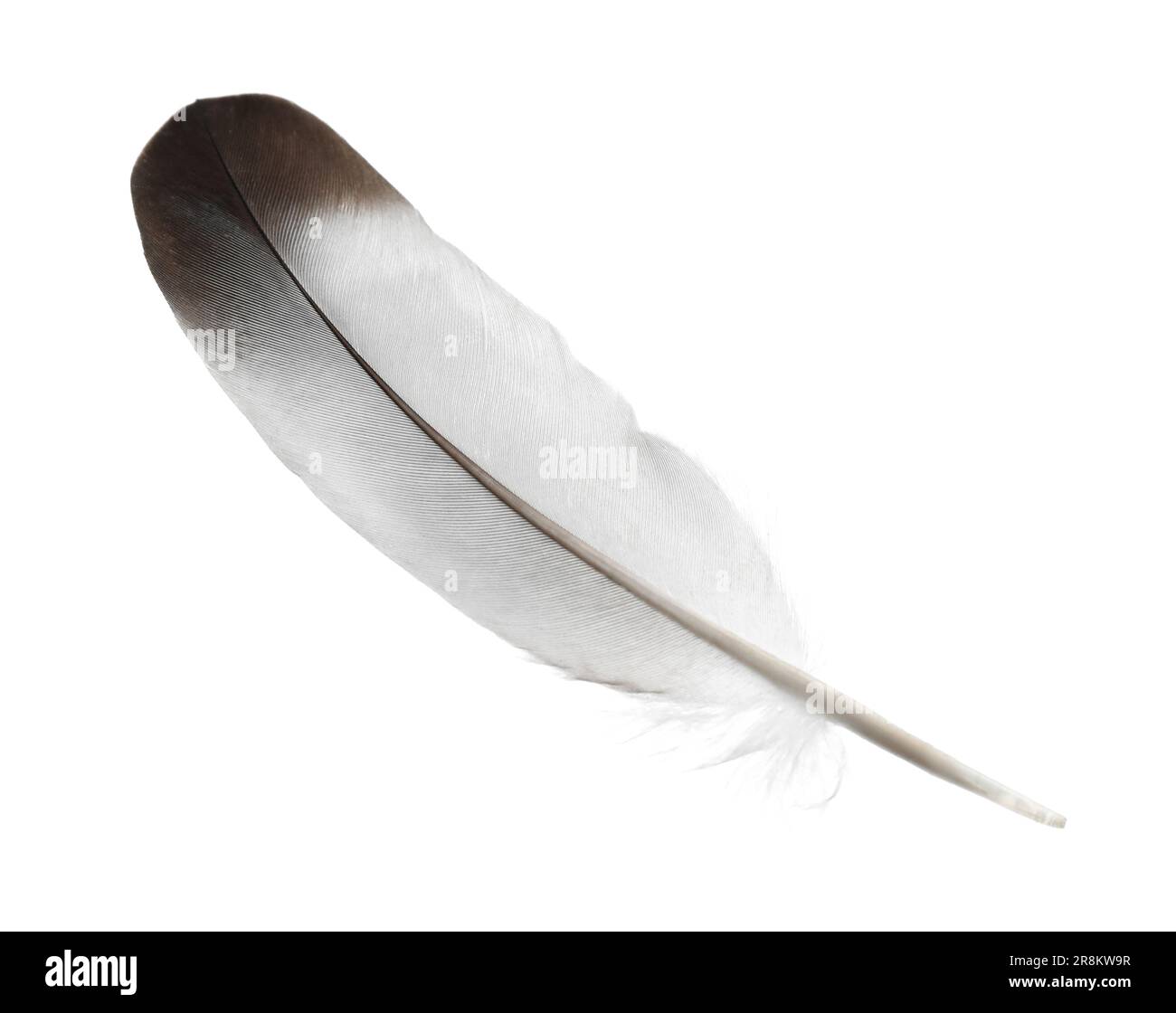 Beautiful grey bird feather isolated on white Stock Photo - Alamy