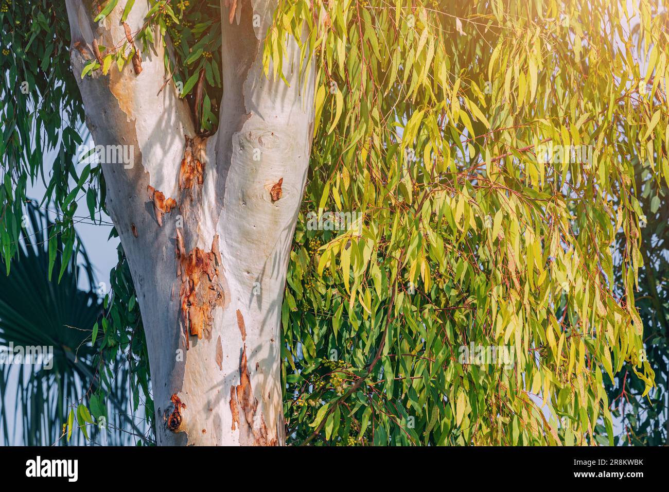 eucalyptus tree at sunset as natural background and texture Stock Photo ...