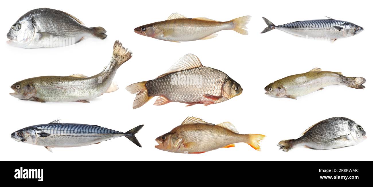 Collage with different types of raw fish on white background Stock ...