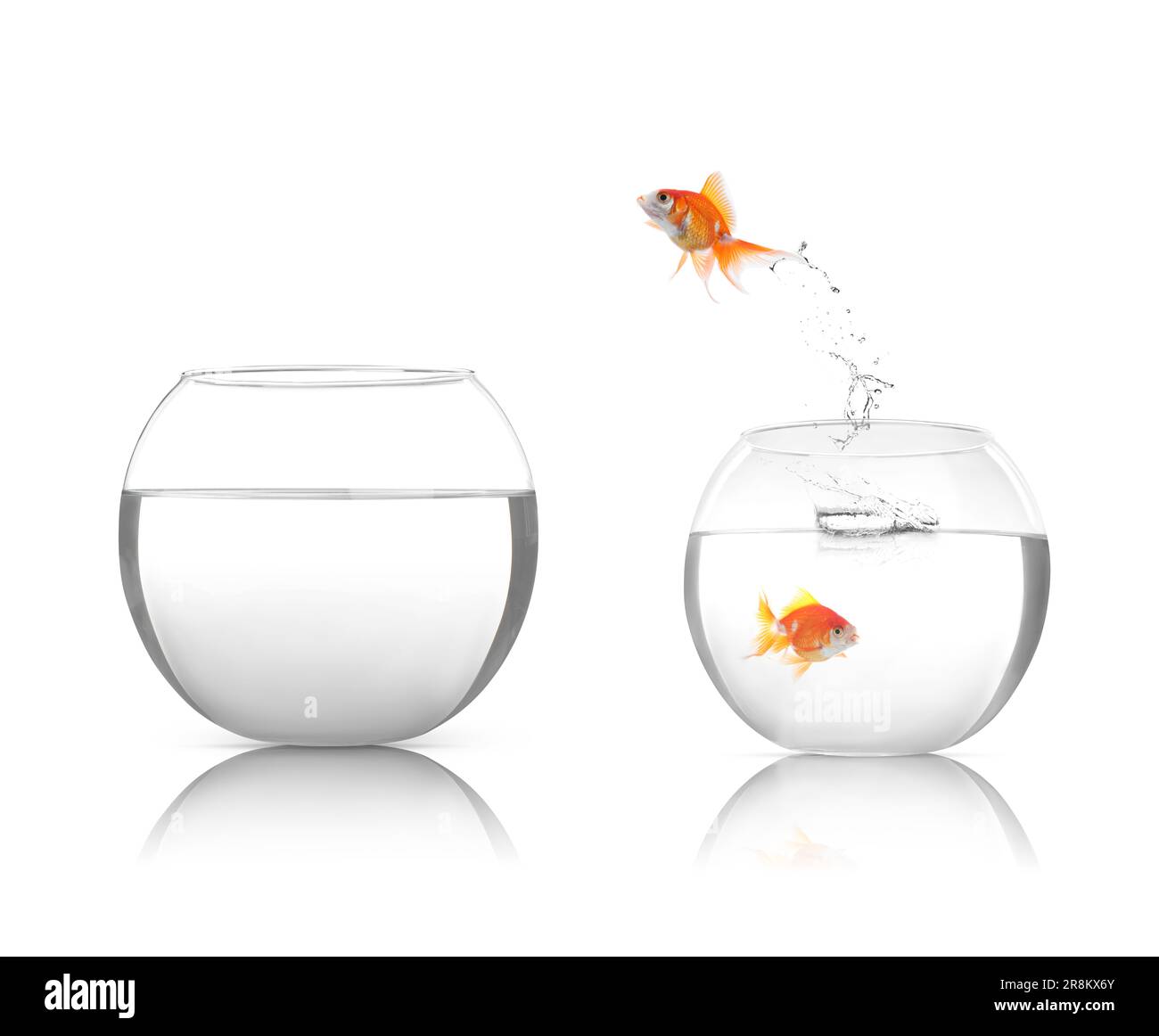 Goldfish jumping from glass fish bowl with neighbor into empty one on ...