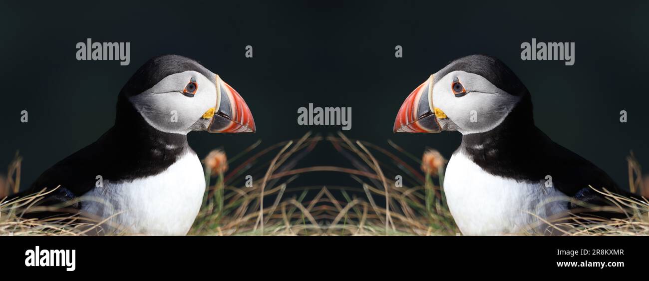 Puffin facing the ocean hi-res stock photography and images - Alamy