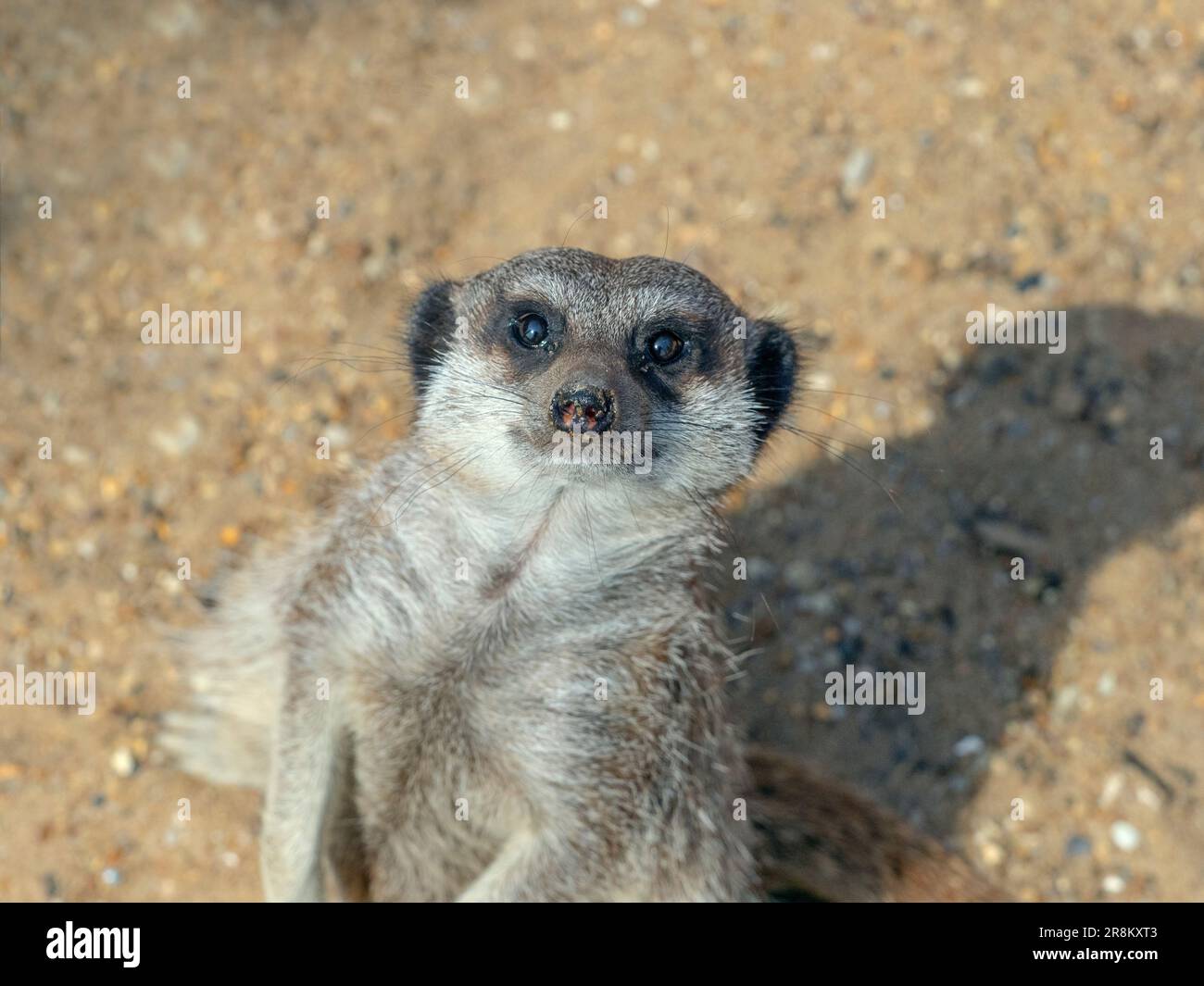 Slender stand hi-res stock photography and images - Alamy