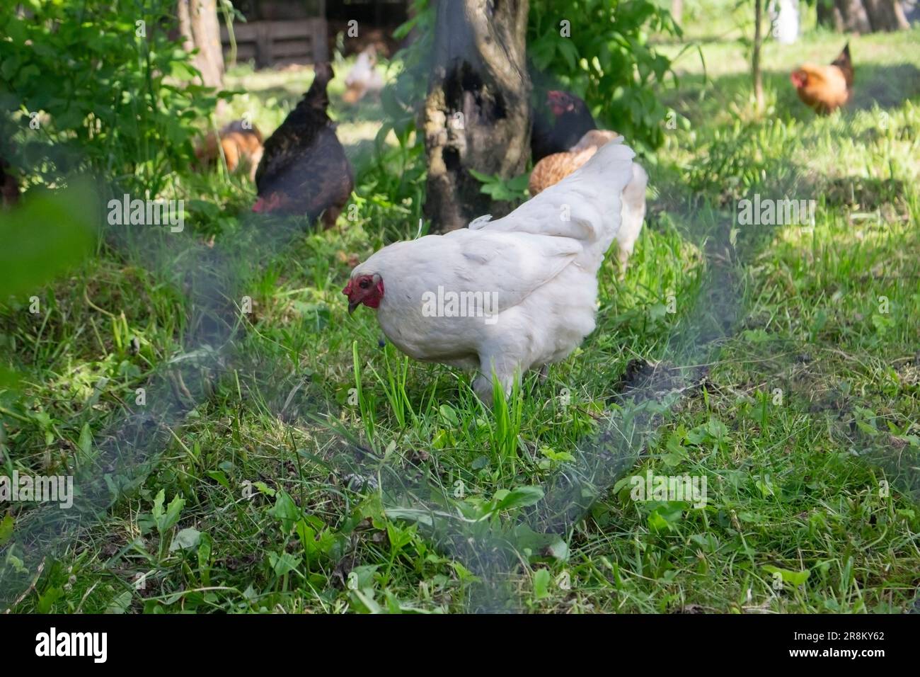 Domestic hens hi-res stock photography and images - Alamy
