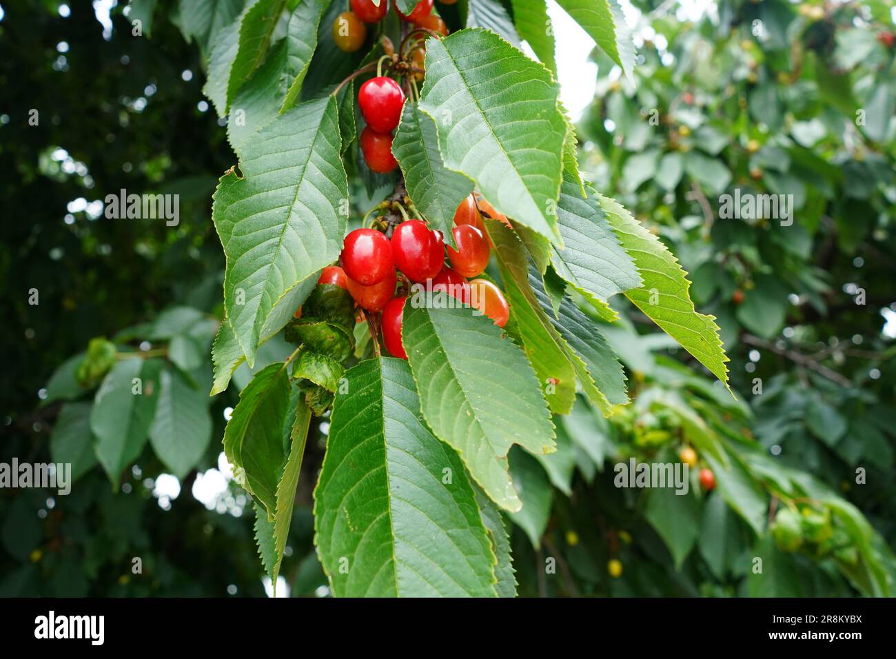 Red cherries on a tree. Ripe cherries. Juicy cherries growing on cherry ...