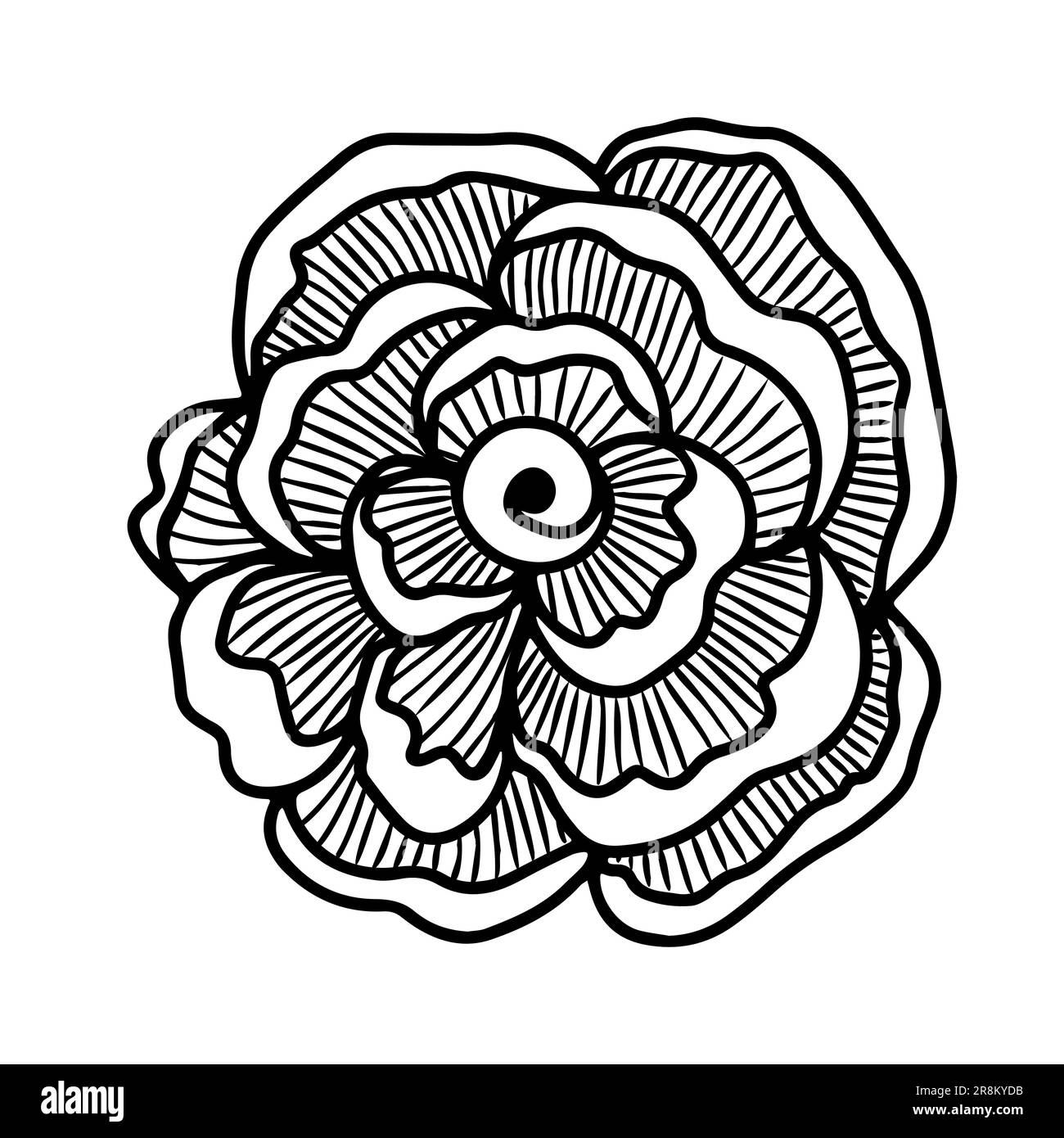 Rose flower head. Floral botanical flower. Hand drawn ink art. Isolated ...