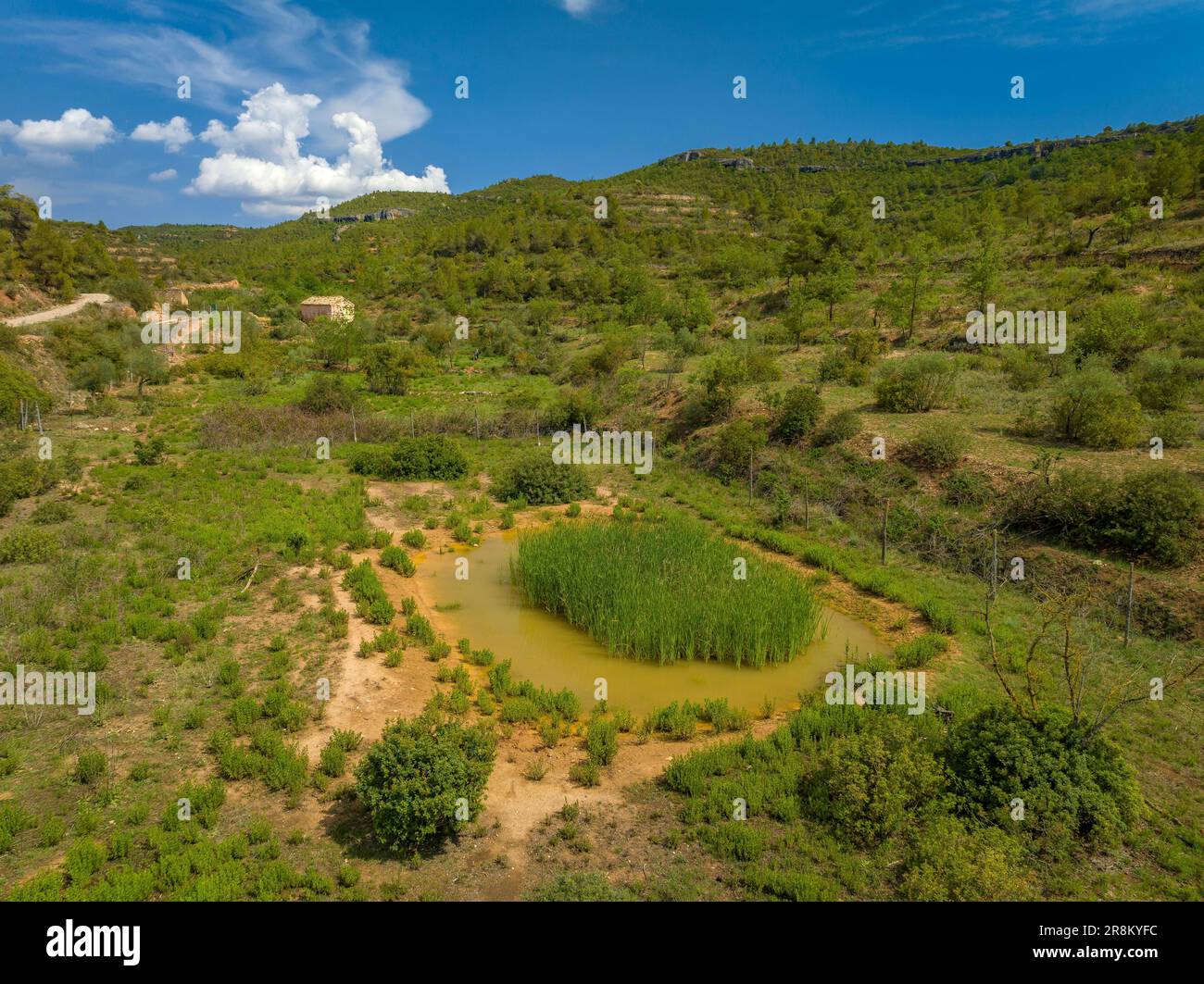 Lac de pin blanc hi-res stock photography and images - Alamy