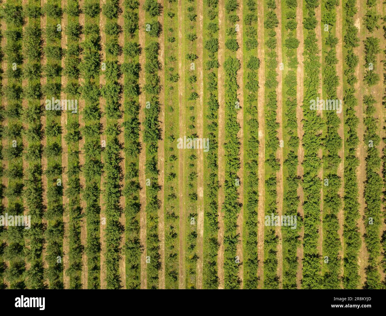 Arbol de agricultura hi-res stock photography and images - Alamy