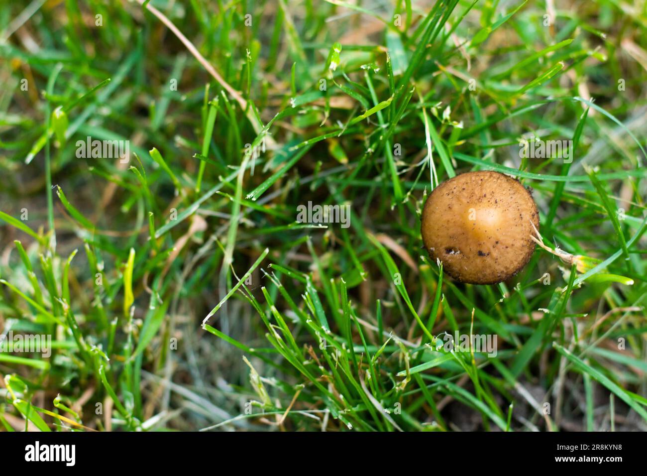 Kingdom Fungi , Phylum Basidiomycota, Class Agaricomycetes, Order ...