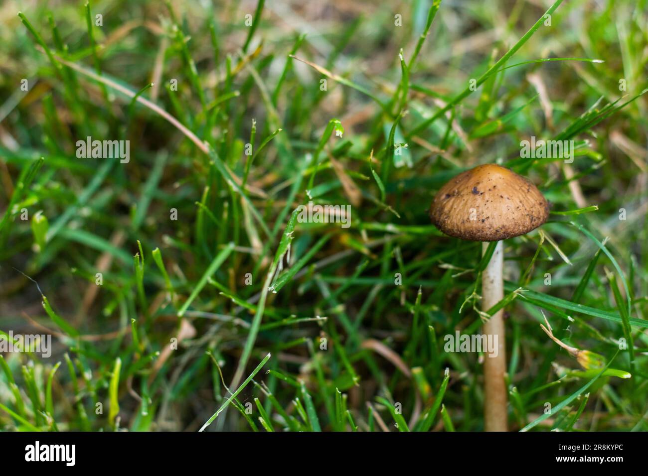 Kingdom Fungi , Phylum Basidiomycota, Class Agaricomycetes, Order ...