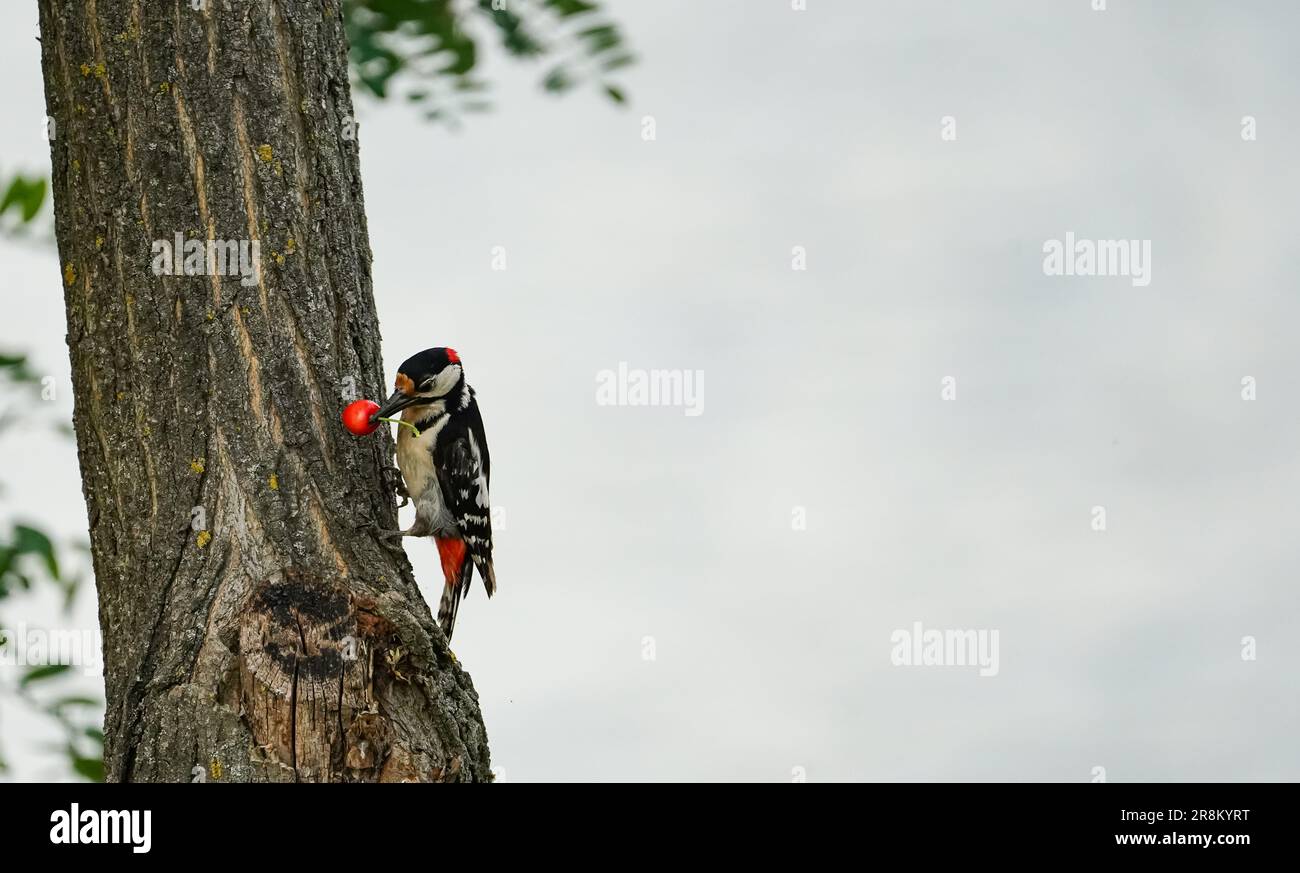 Photography of woodpeckers hi-res stock photography and images - Alamy
