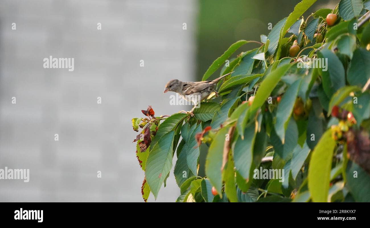 Small sparrow on cherry tree. Sparrow eating cherries on a branch Stock ...
