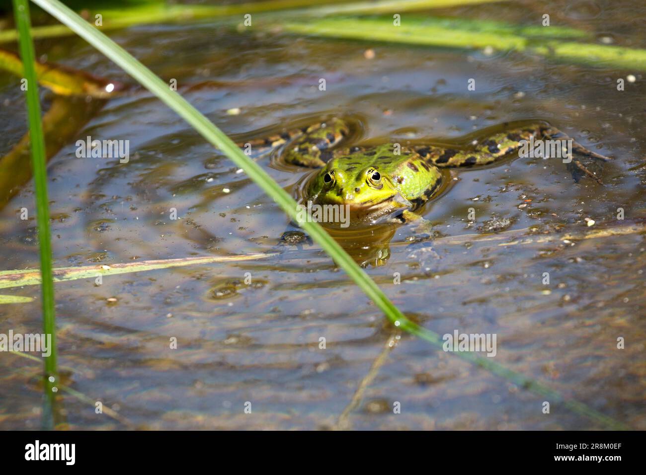 Pond wildlife frog hi-res stock photography and images - Alamy