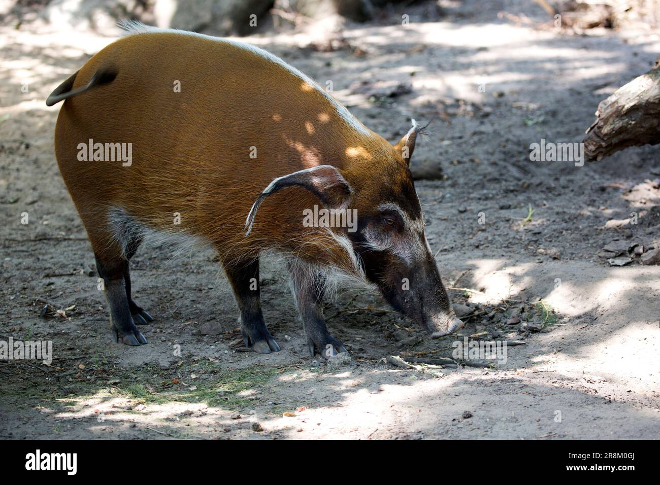 Red river hog in the glade in the wild Stock Photo - Alamy