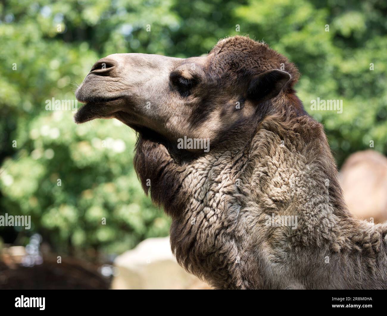 Dromedary hi-res stock photography and images - Alamy