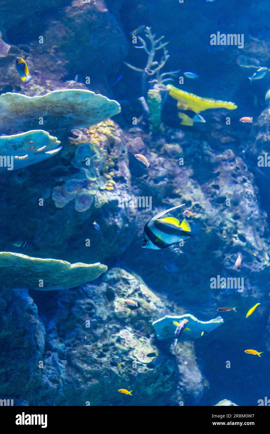 Great barrier reef australia small fish hi-res stock photography and ...