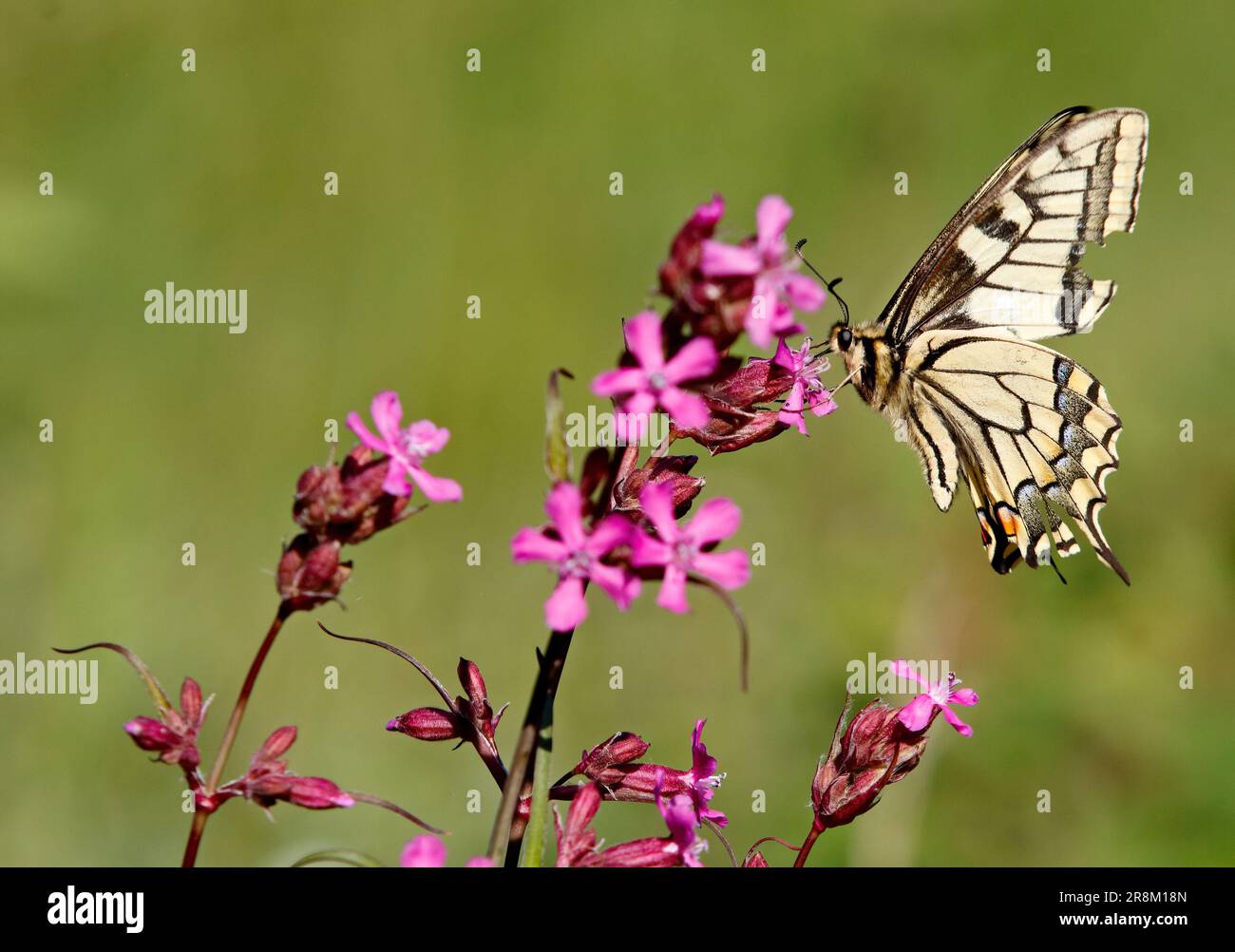 Beautiful swallowtail searching for nectar on the purple flowers of ...