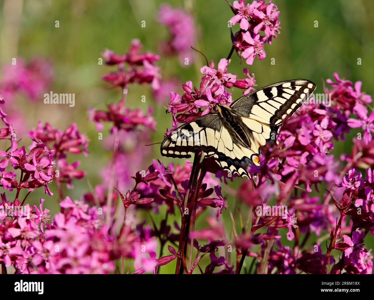 Beautiful swallowtail searching for nectar on the purple flowers of ...