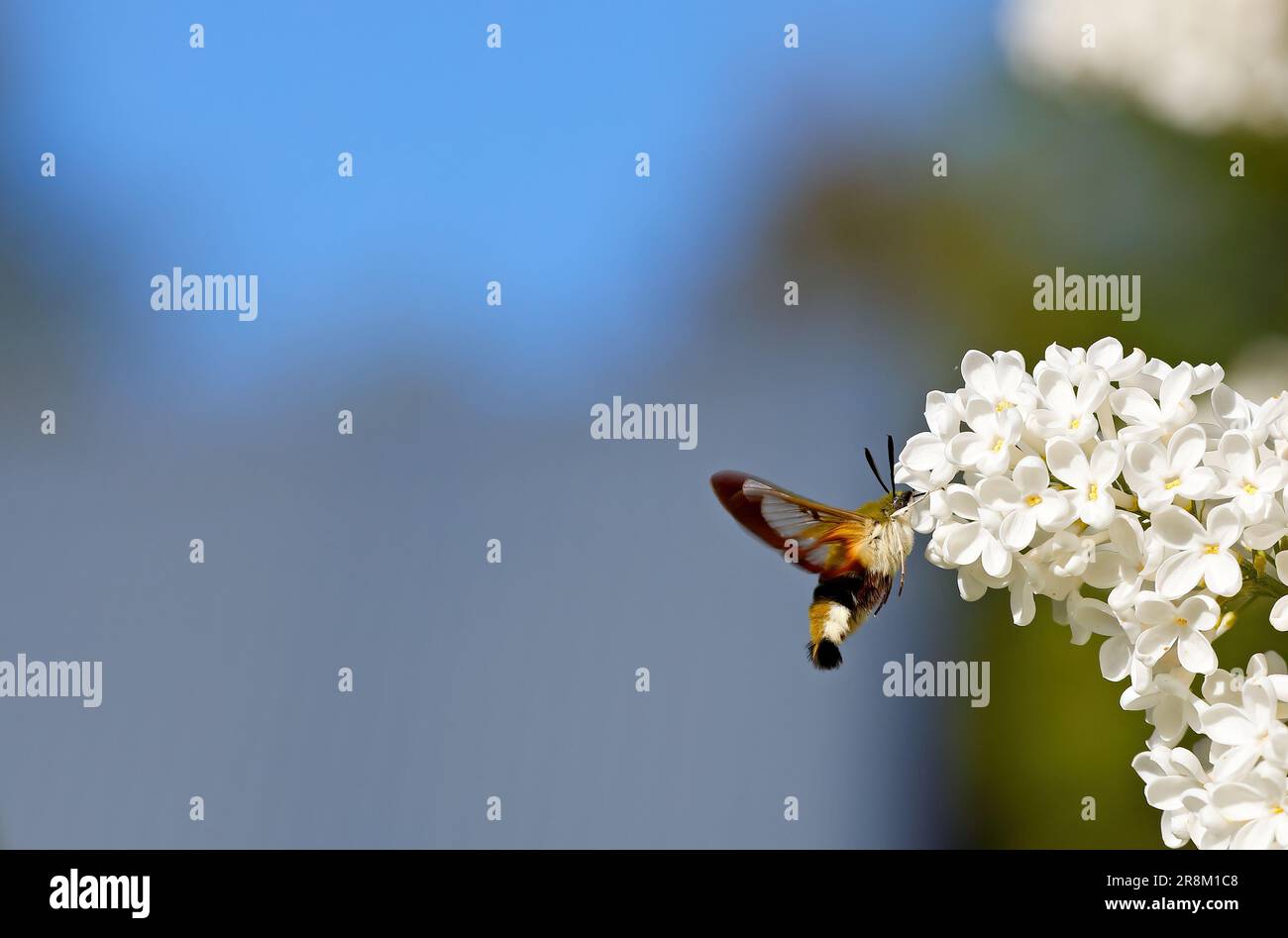 A broad-bordered bee hawk moth searching for nectar in lilacs Stock ...