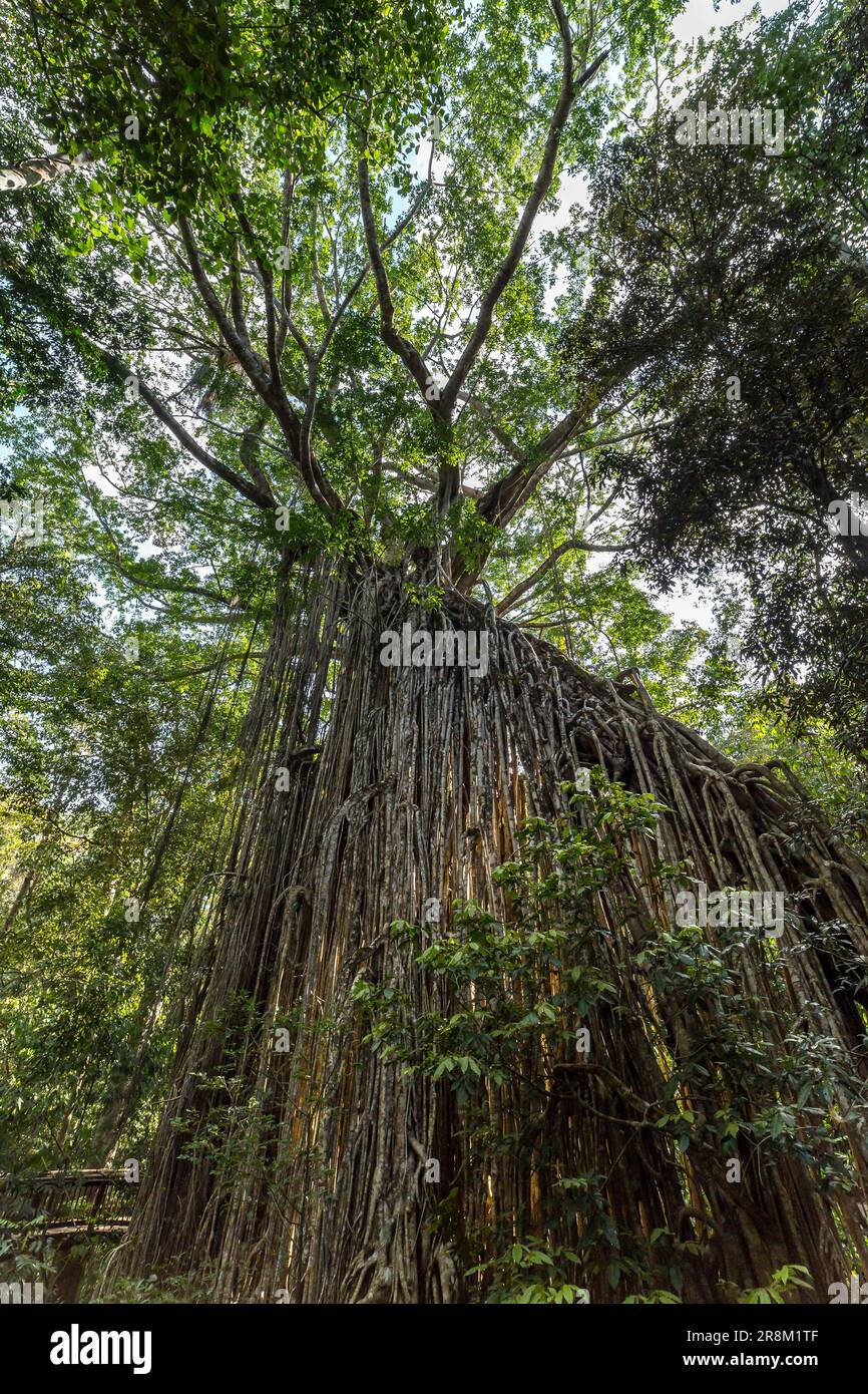 Big “Curtain” Fig Tree in the Rainforest of Atherton Tablelands ...