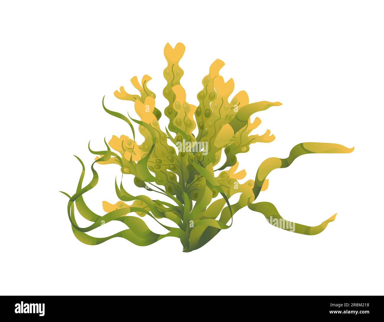 Plants and aquatic marine seaweed vector illustration isolated on white background Stock Vector ...