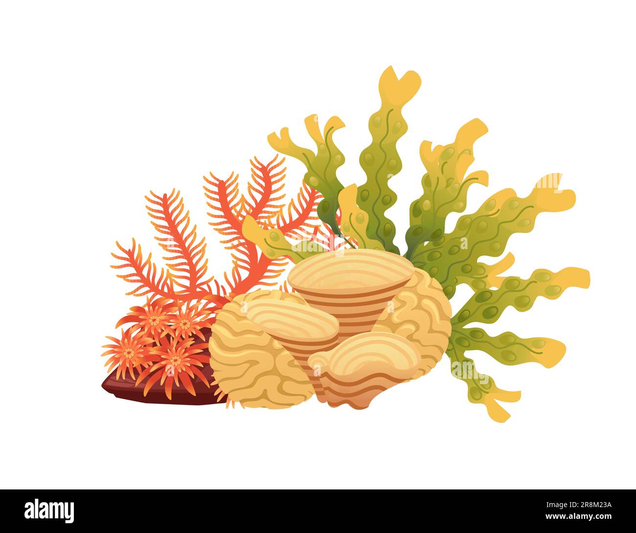 Plants and aquatic marine seaweed vector illustration isolated on white background Stock Vector ...