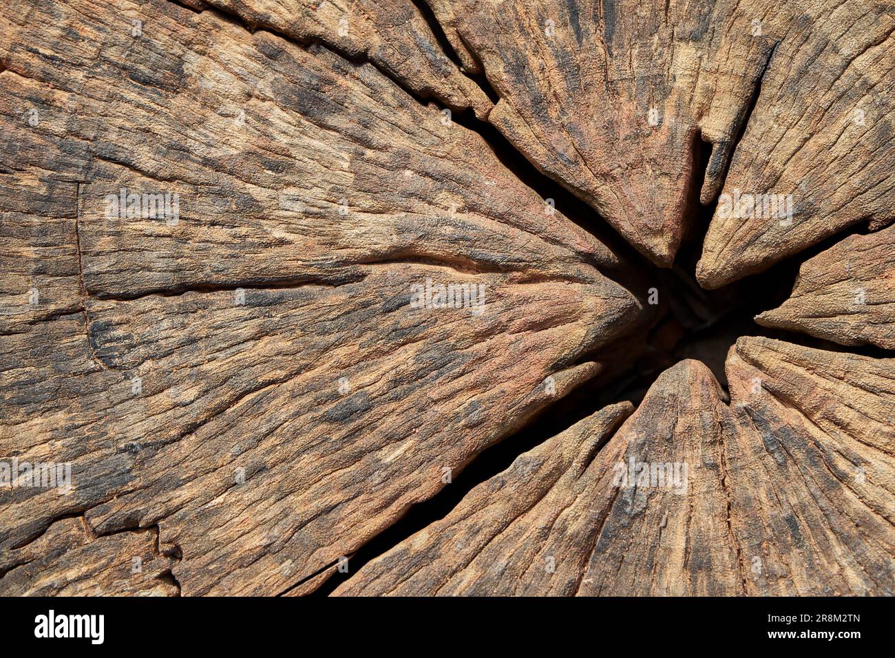 Close-up photo of decaying tree stump Stock Photo - Alamy