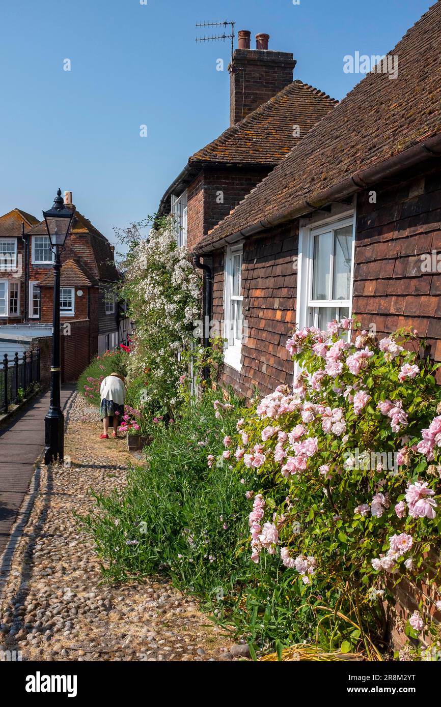 Rye East Sussex , England UK - Beautiful roses in full bloom outside ...