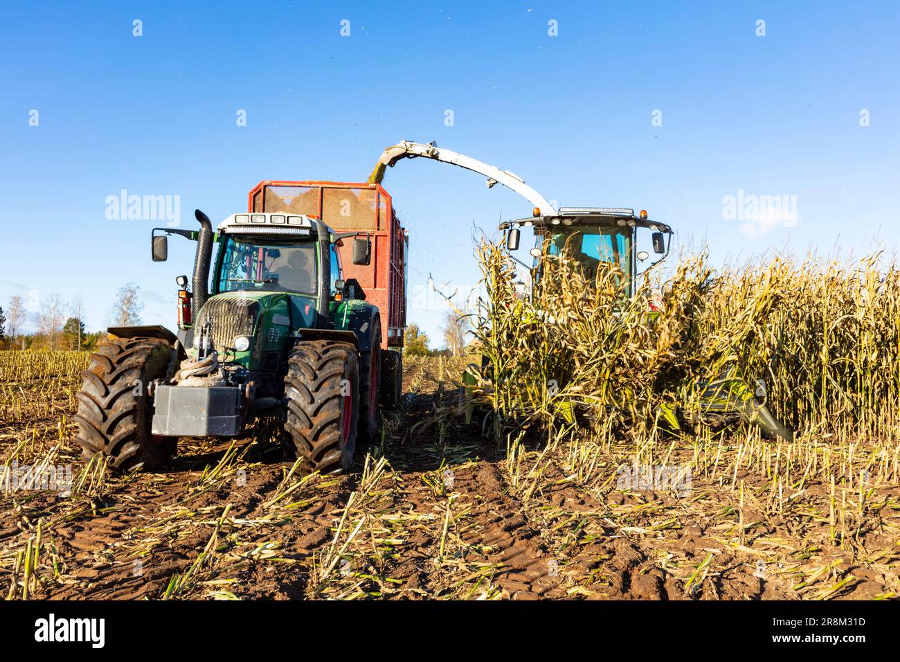 Harvester and tractor harvesting corn Stock Photo - Alamy