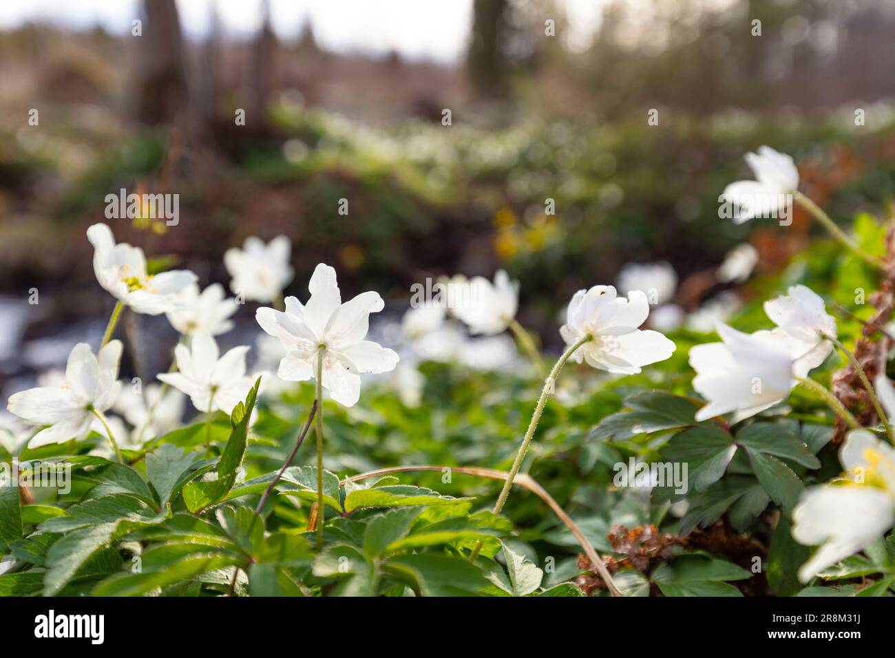 Buttercup plant family hi-res stock photography and images - Alamy