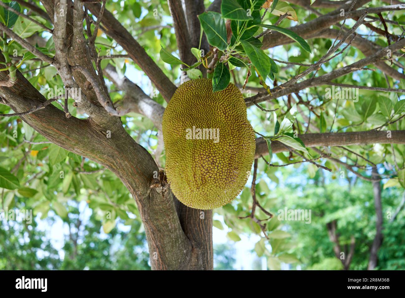 A ripe jackfruit on the tree Stock Photo - Alamy