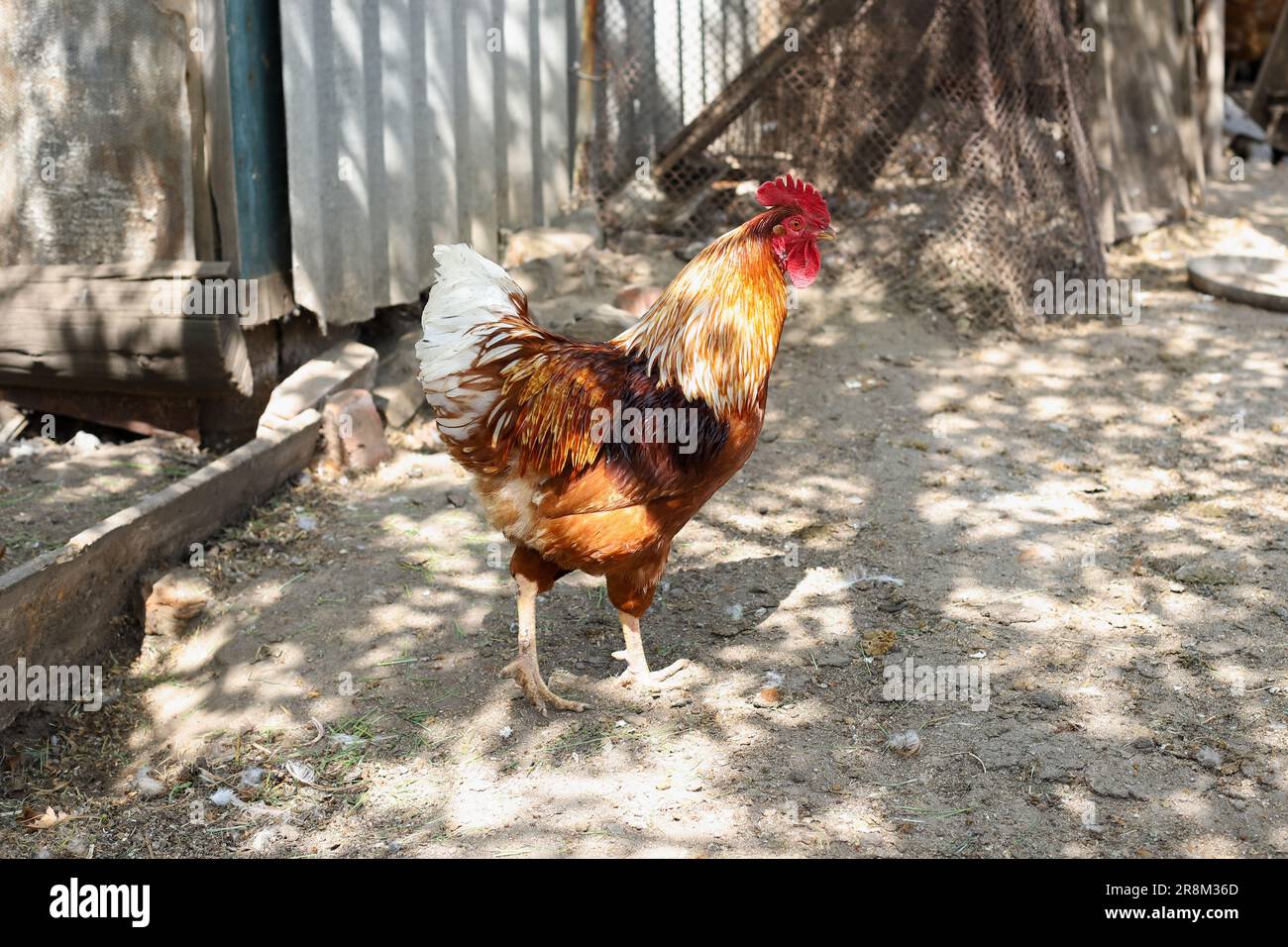 brown red rooster in barnyard, poultry, profile view Stock Photo - Alamy