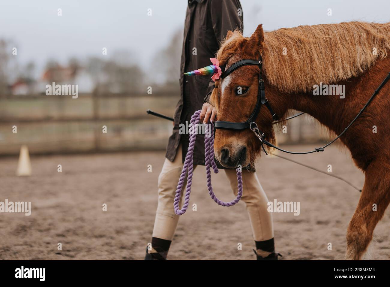 Mid section of woman leading pony on paddock Stock Photo - Alamy