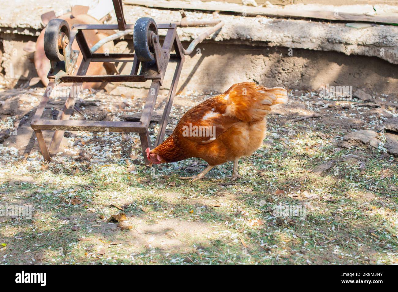 brown red chicken hen walks, pecks outside. summer time Stock Photo - Alamy