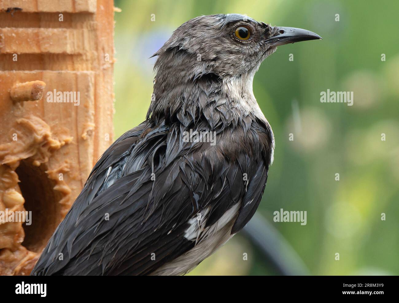 Wet northern mockingbird hi-res stock photography and images - Alamy